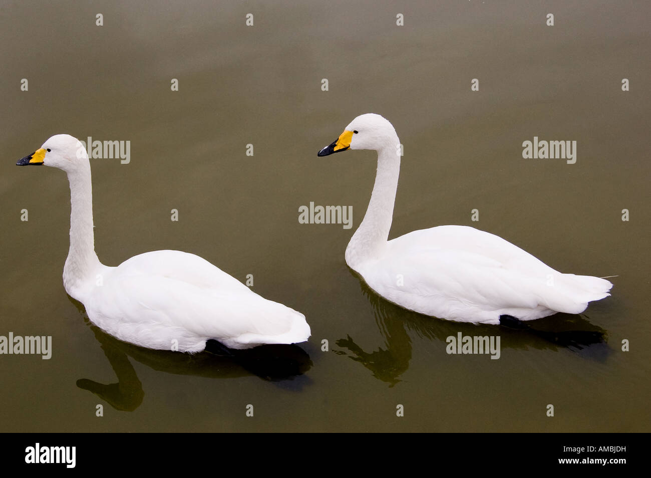 Two swans swimming in a lake Stock Photo - Alamy