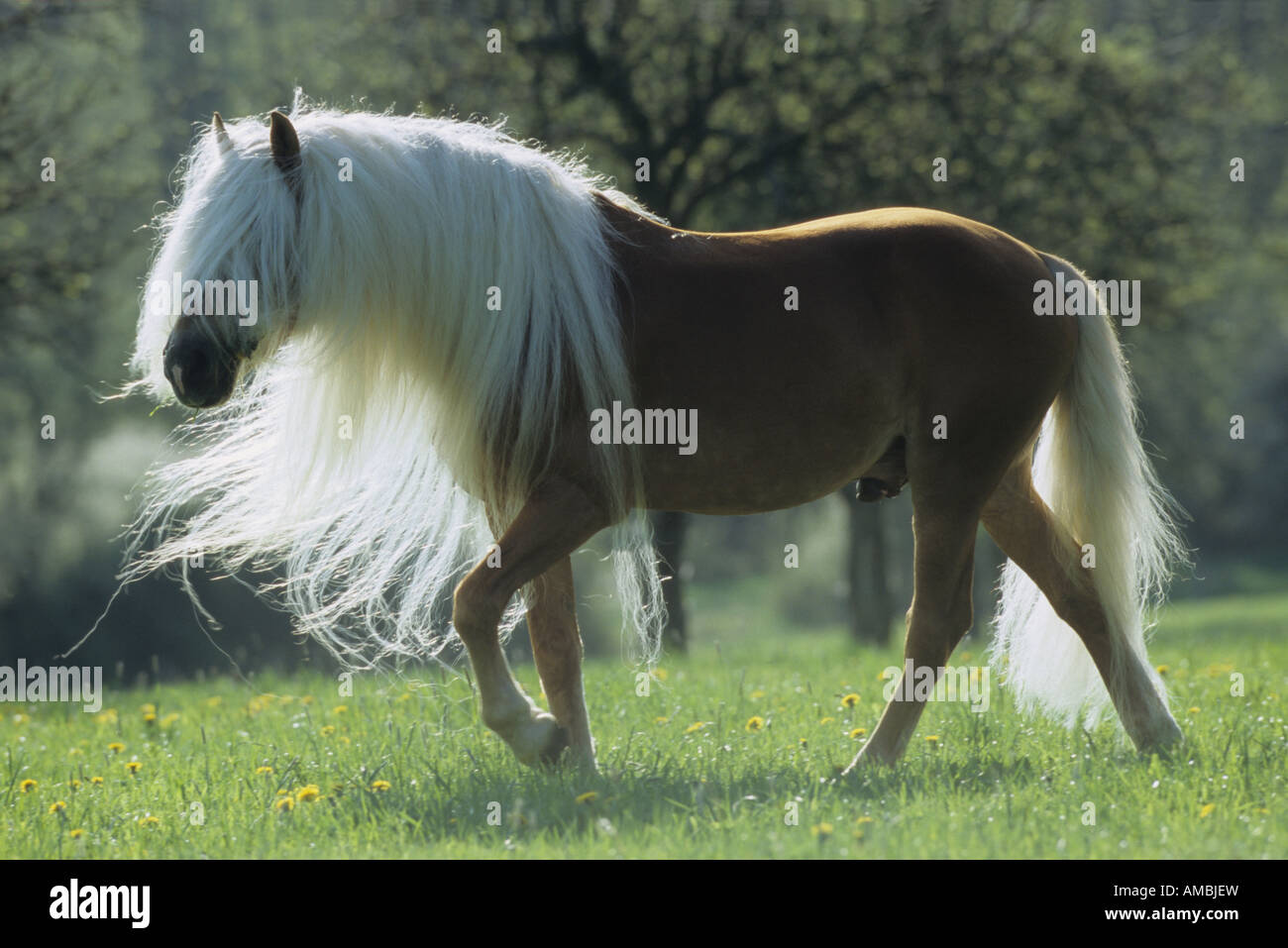 Haflinger Horse (Equus caballus), stallion with extreme long mane ...