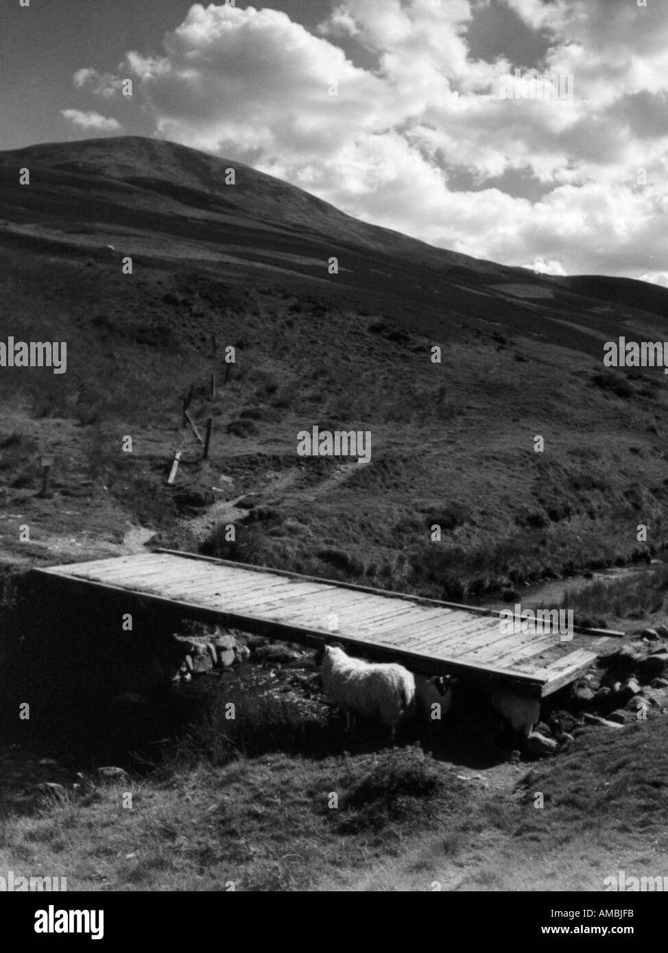sheep hiding under a bridge in the pentland hills Stock Photo - Alamy