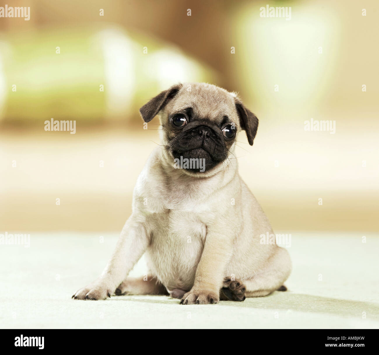 Sitting on animal hi-res stock photography and images - Alamy