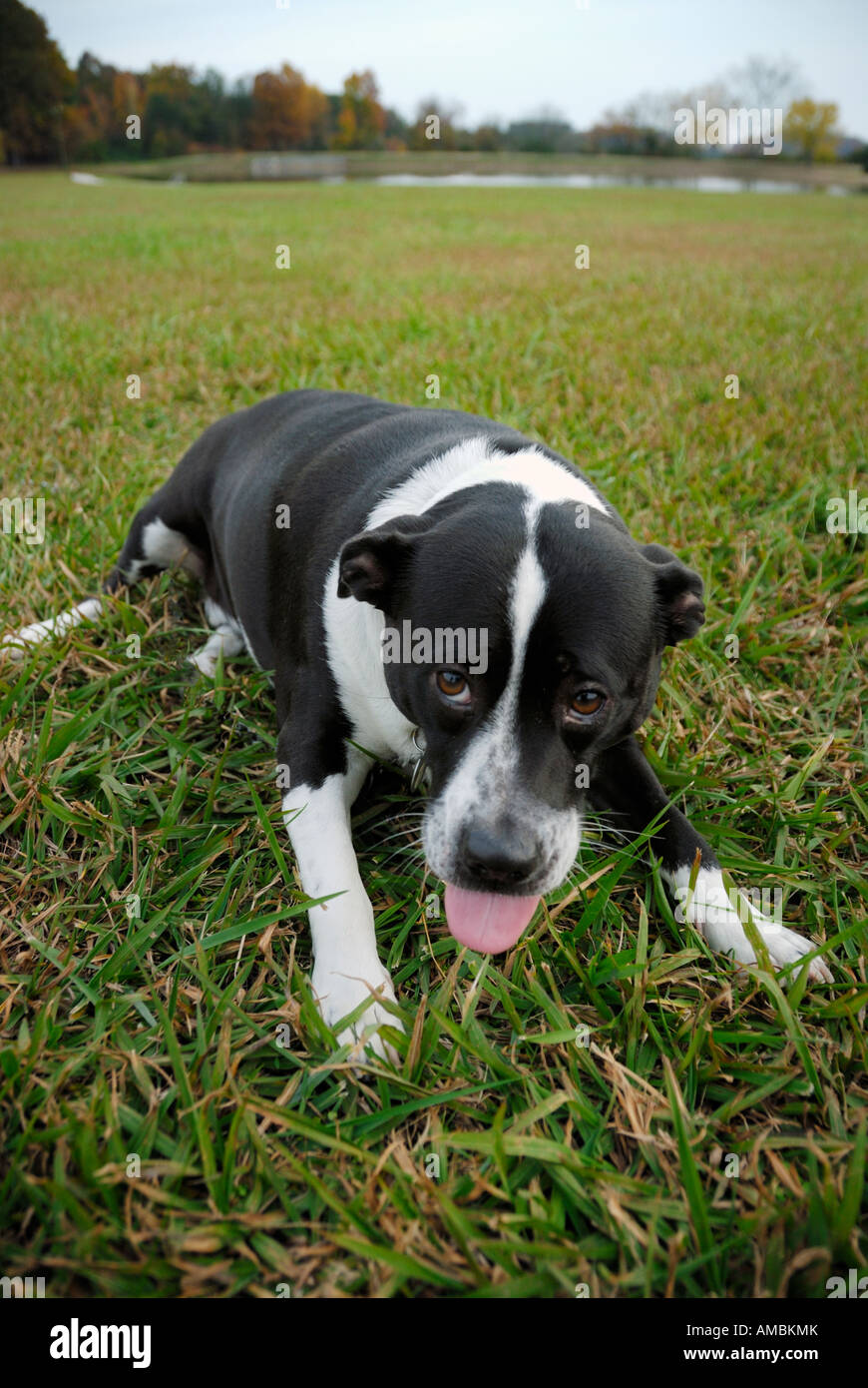 Worn out dog hi-res stock photography and images - Alamy