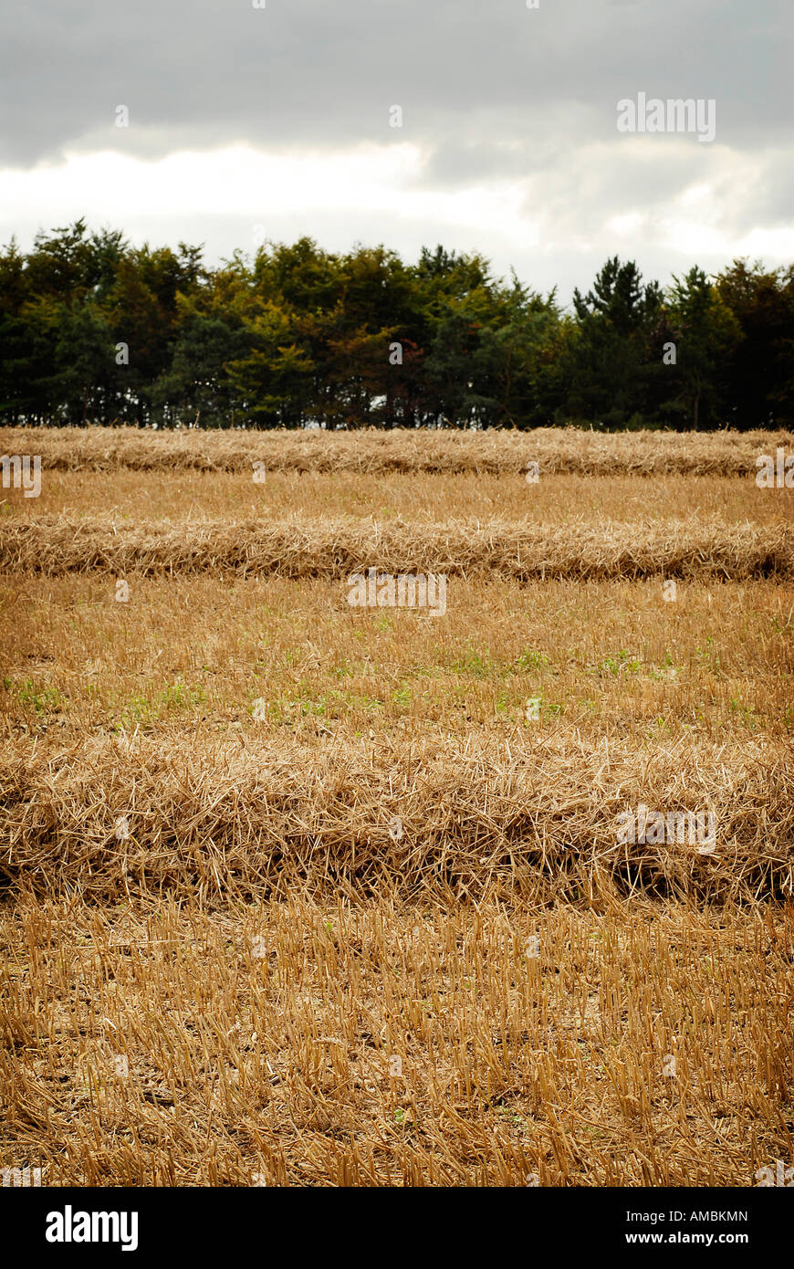 Cornfield stubble hi-res stock photography and images - Alamy