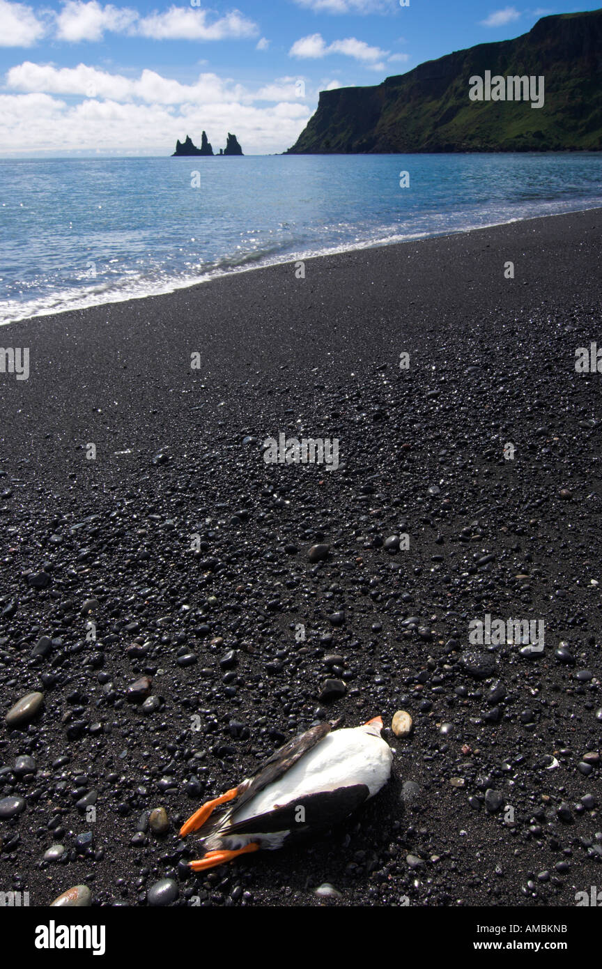 Dead puffin on beach hi-res stock photography and images - Alamy
