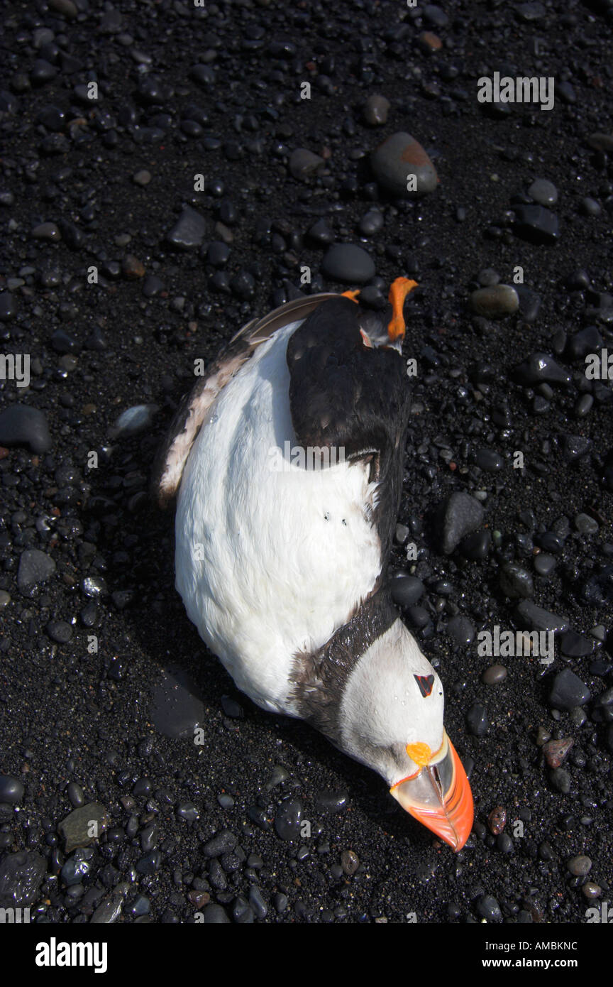 Dead puffin lying on the beach. Vik, Iceland Stock Photo - Alamy