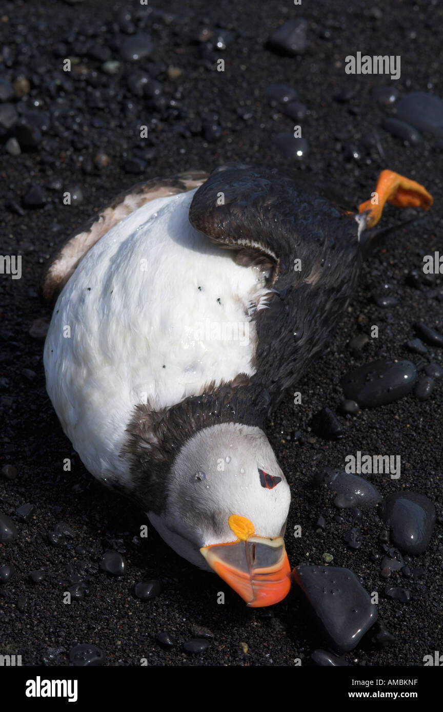 Dead puffin on beach hi-res stock photography and images - Alamy