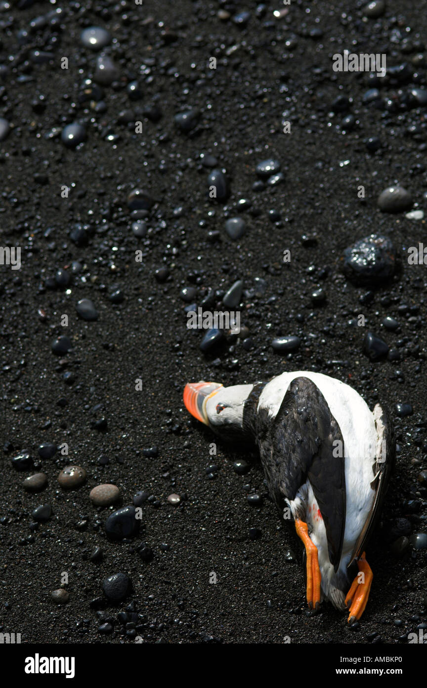 Dead puffin on beach hi-res stock photography and images - Alamy