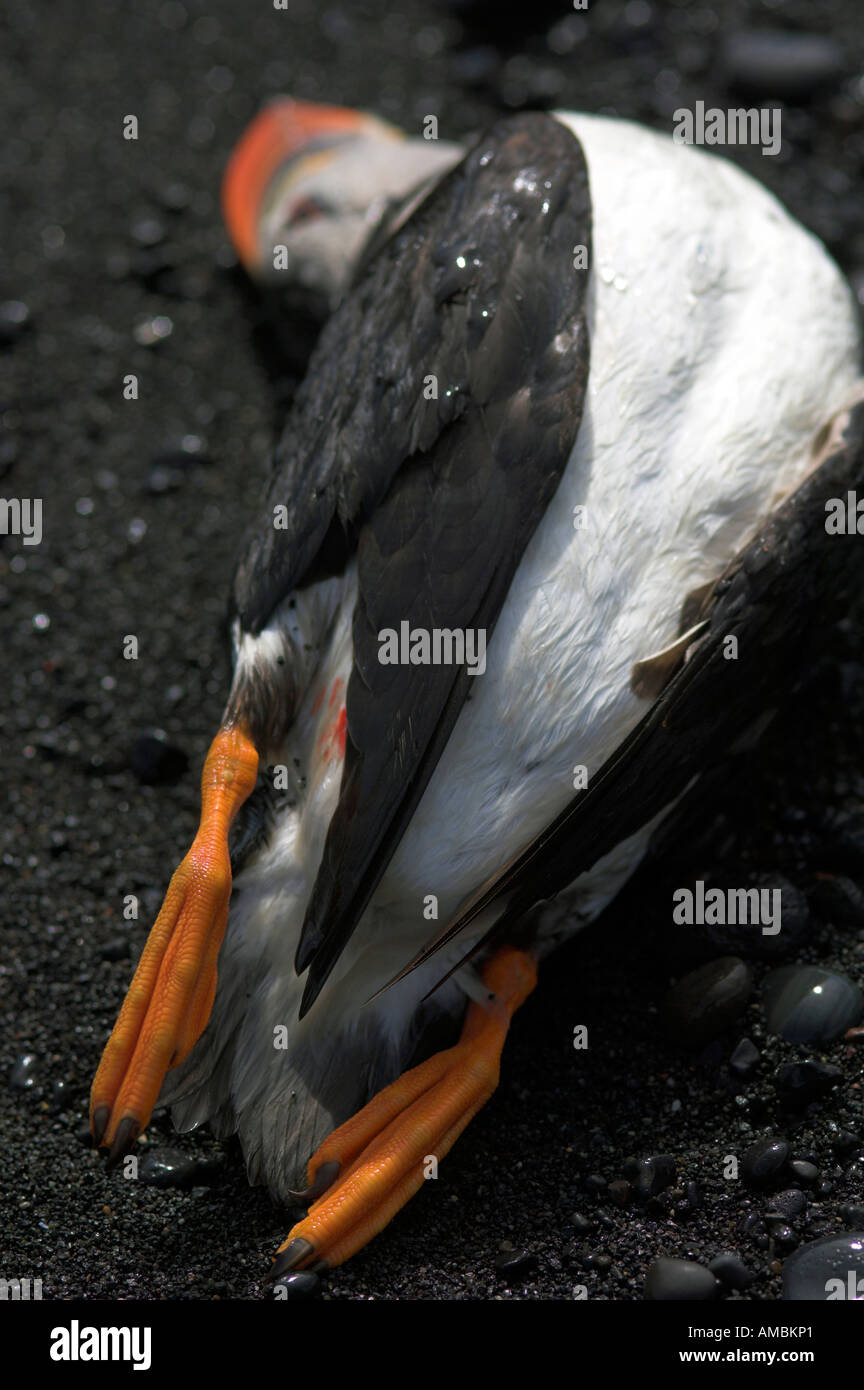 Dead puffin on beach hi-res stock photography and images - Alamy