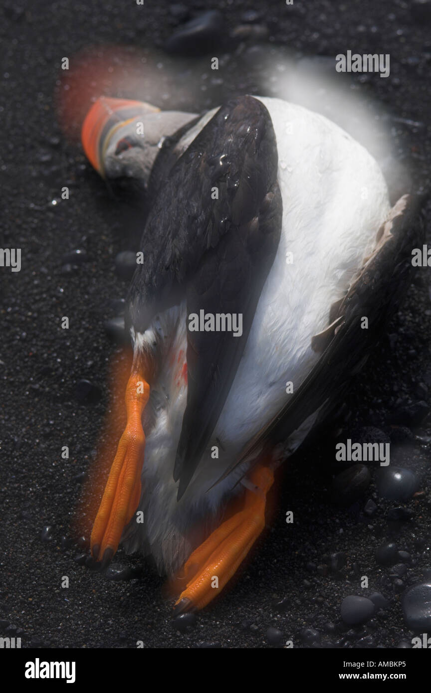 Dead puffin bird lying on the beach Stock Photo - Alamy