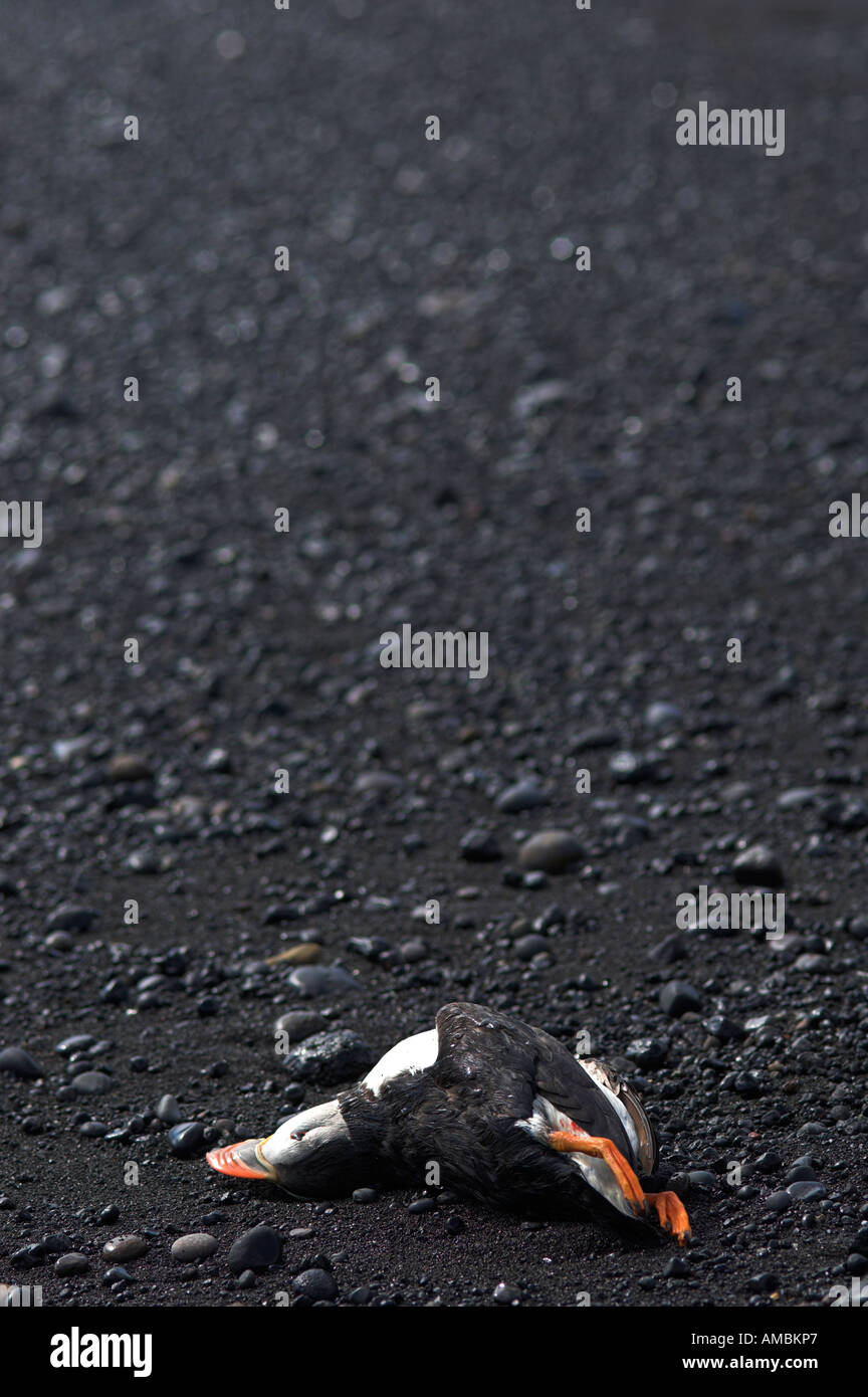 Dead puffin on beach hi-res stock photography and images - Alamy