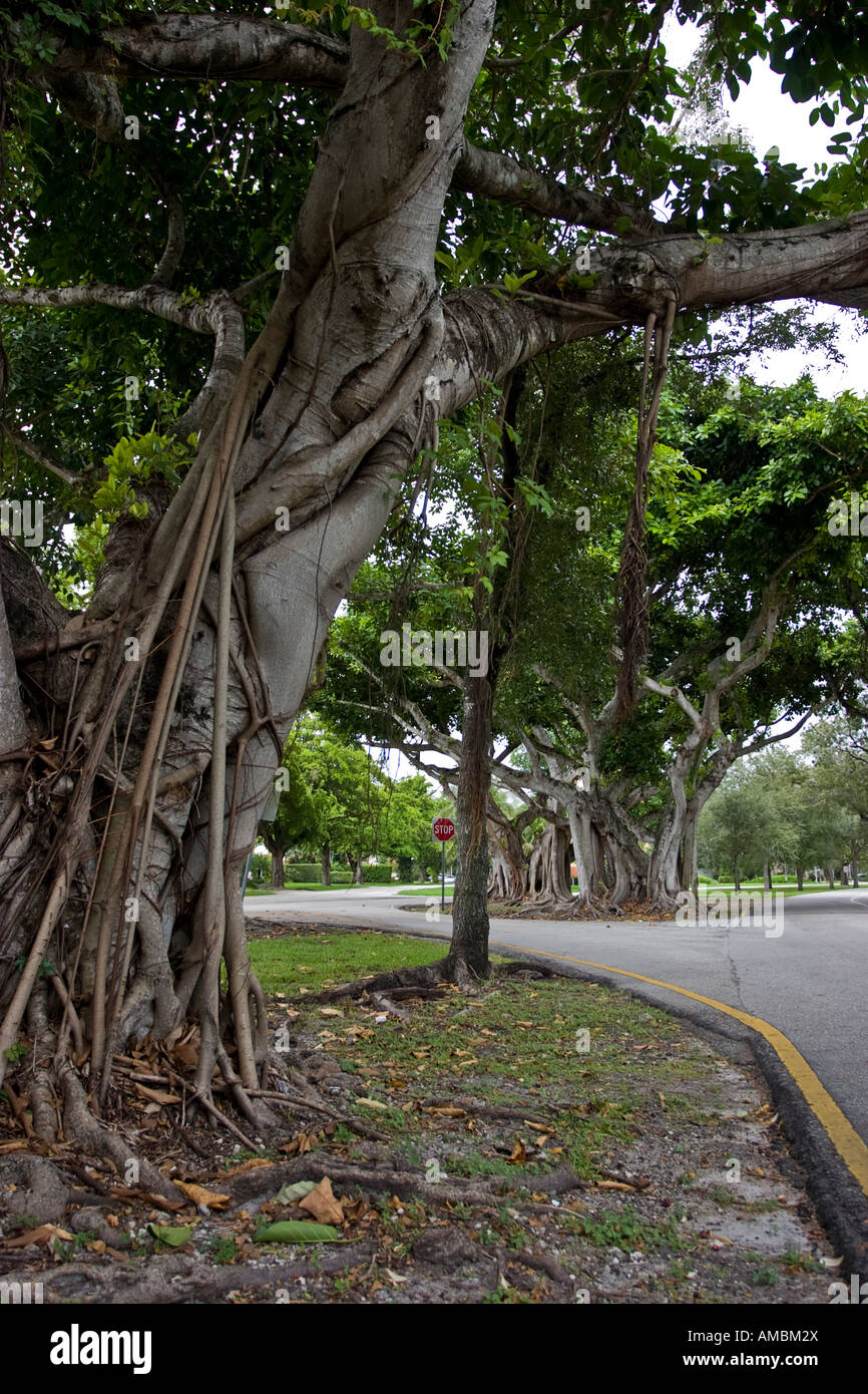 Big banyan trees in coral gables hi-res stock photography and images ...