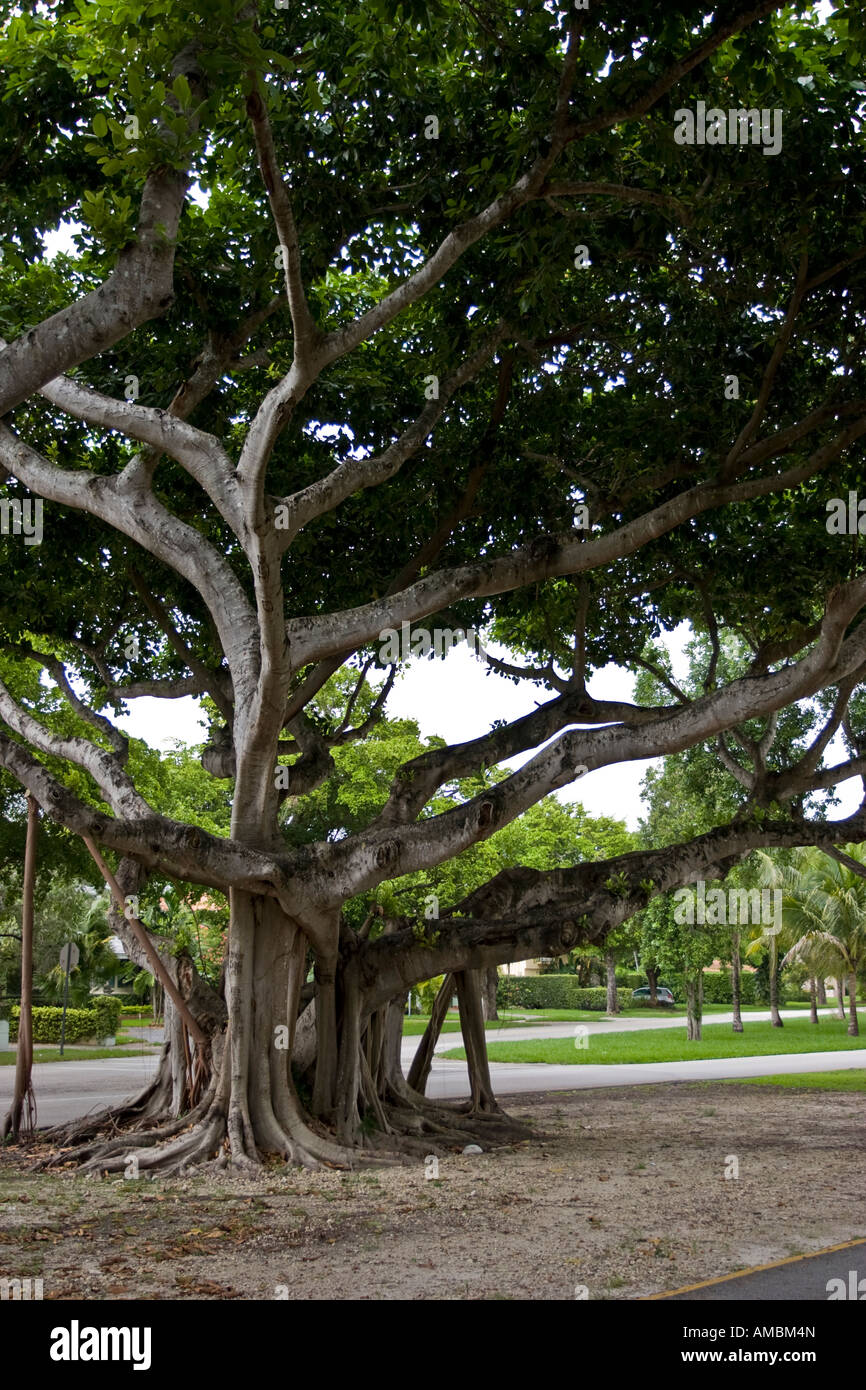 Big bayan-trees in Coral Gables Miami Florida Stock Photo - Alamy