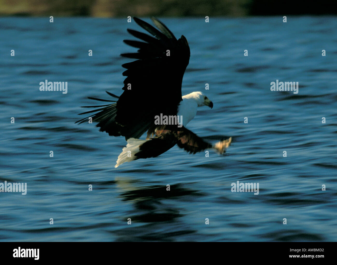 African Fish Eagle Stock Photo - Alamy