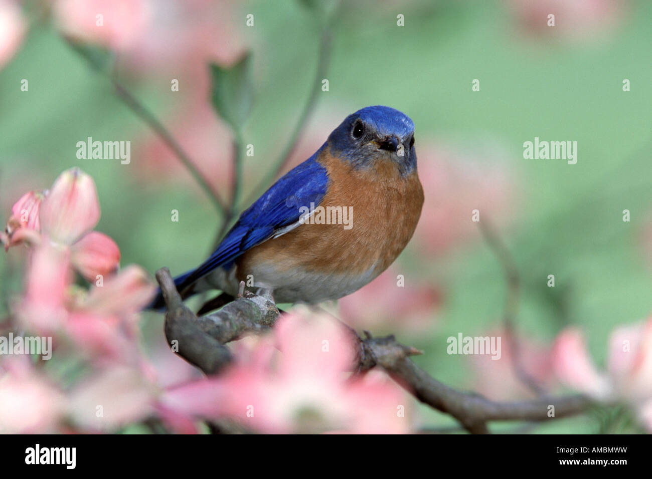 Bluebird bluebird hi-res stock photography and images - Alamy