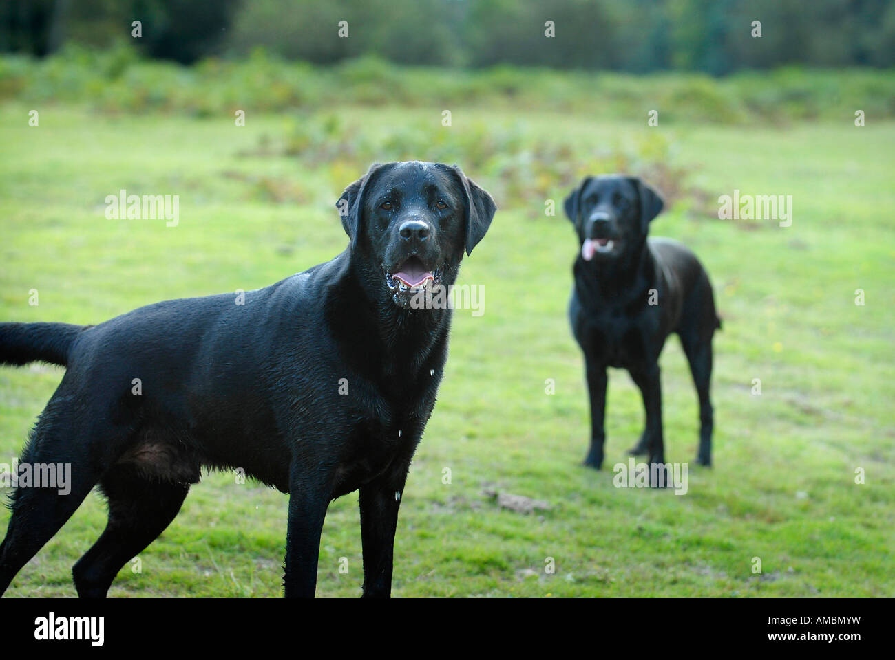 black labrador walking in the new forest Stock Photo - Alamy