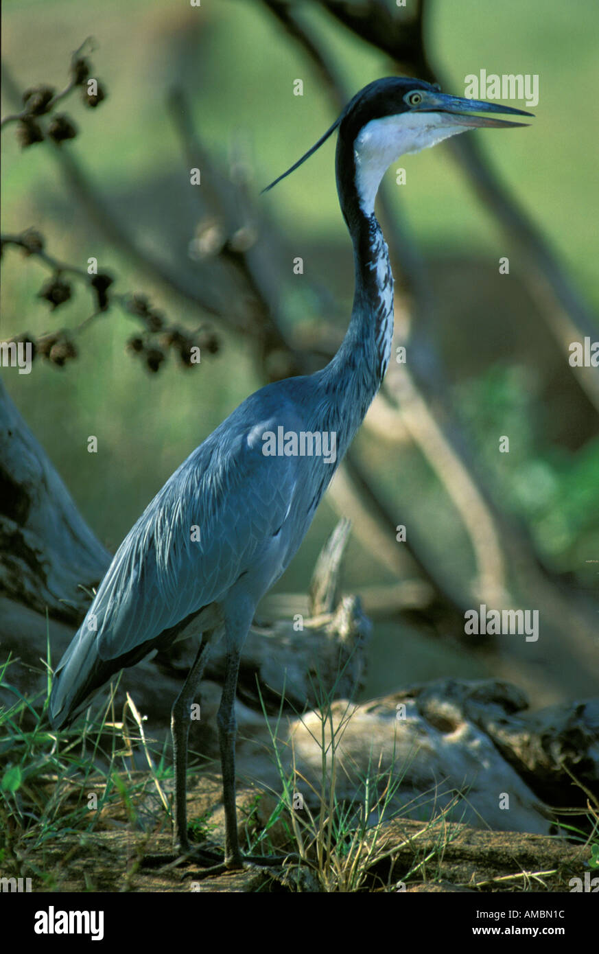 black headed heron Stock Photo - Alamy