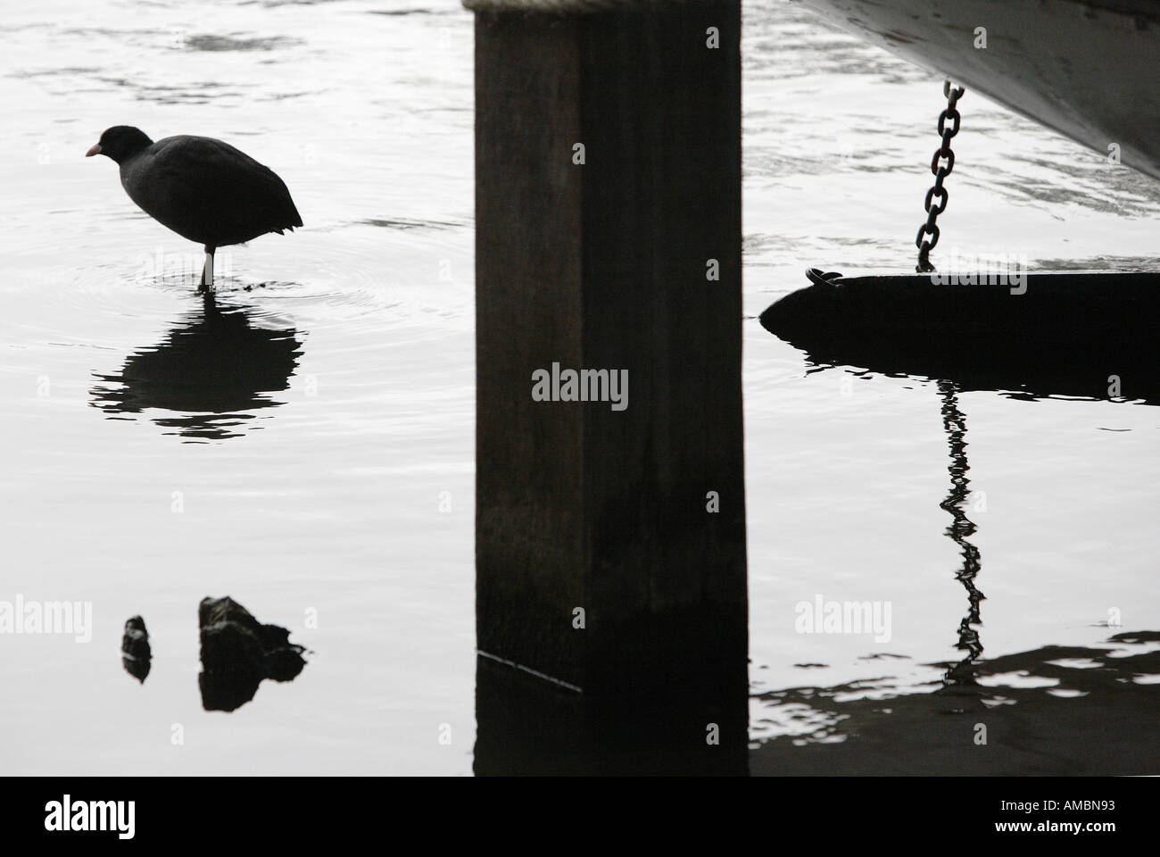 Coot underneath moored boat Thames at Oxford Stock Photo - Alamy