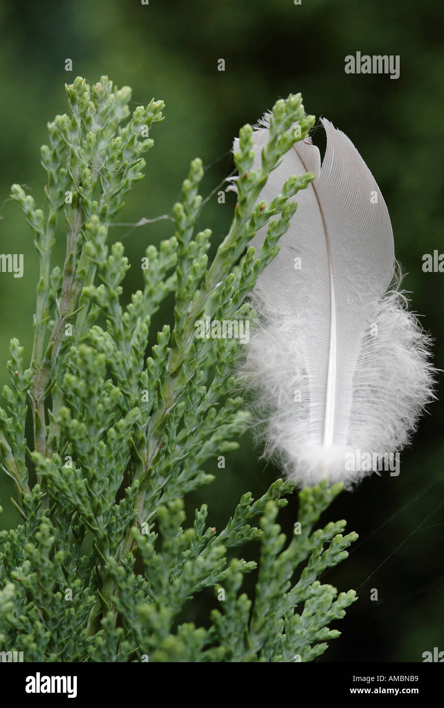 Dove feather caught in shrub Stock Photo - Alamy
