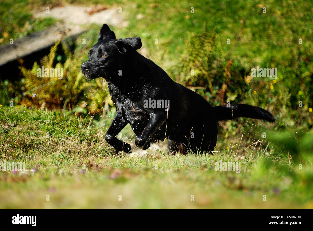 black labrador jumping out of a stream Stock Photo - Alamy