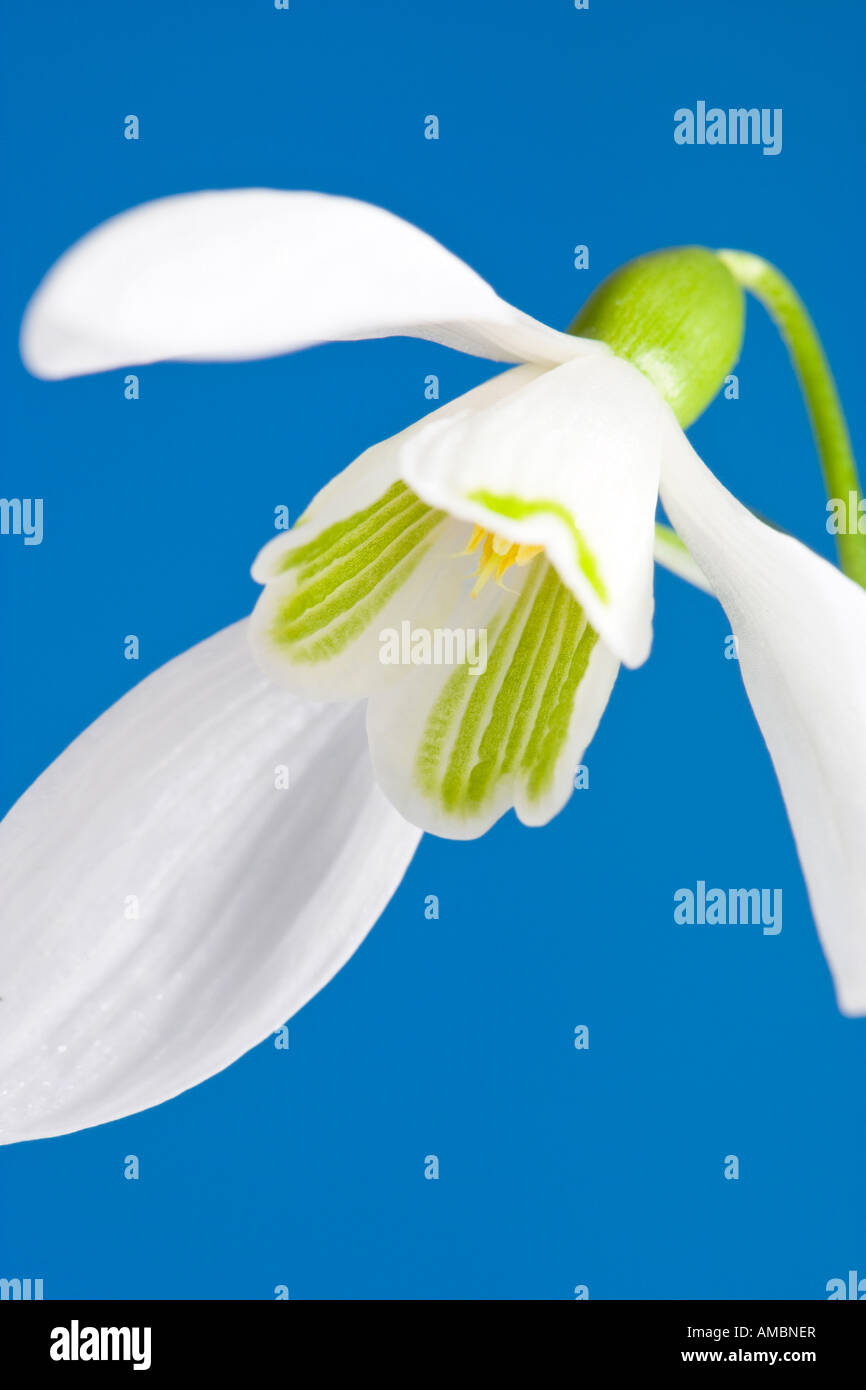 Single White Snowdrop Flower against Blue Background Stock Photo - Alamy