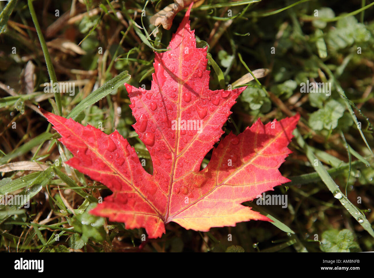 Fallen autumn leaf 2 Harcourt Arboretum Stock Photo - Alamy