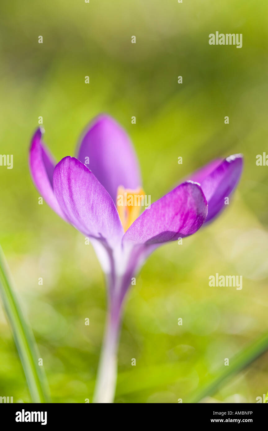 Single Opened Purple Crocus Flower Growing in Garden Lawn Stock Photo ...