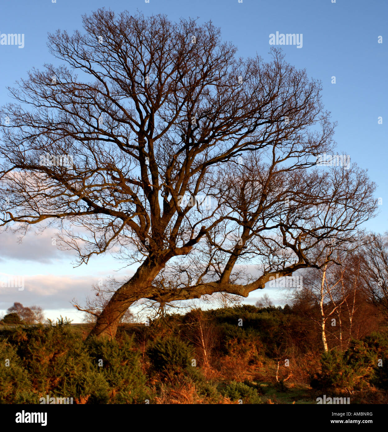 NEW FOREST TREE IN AUTUMN Stock Photo - Alamy