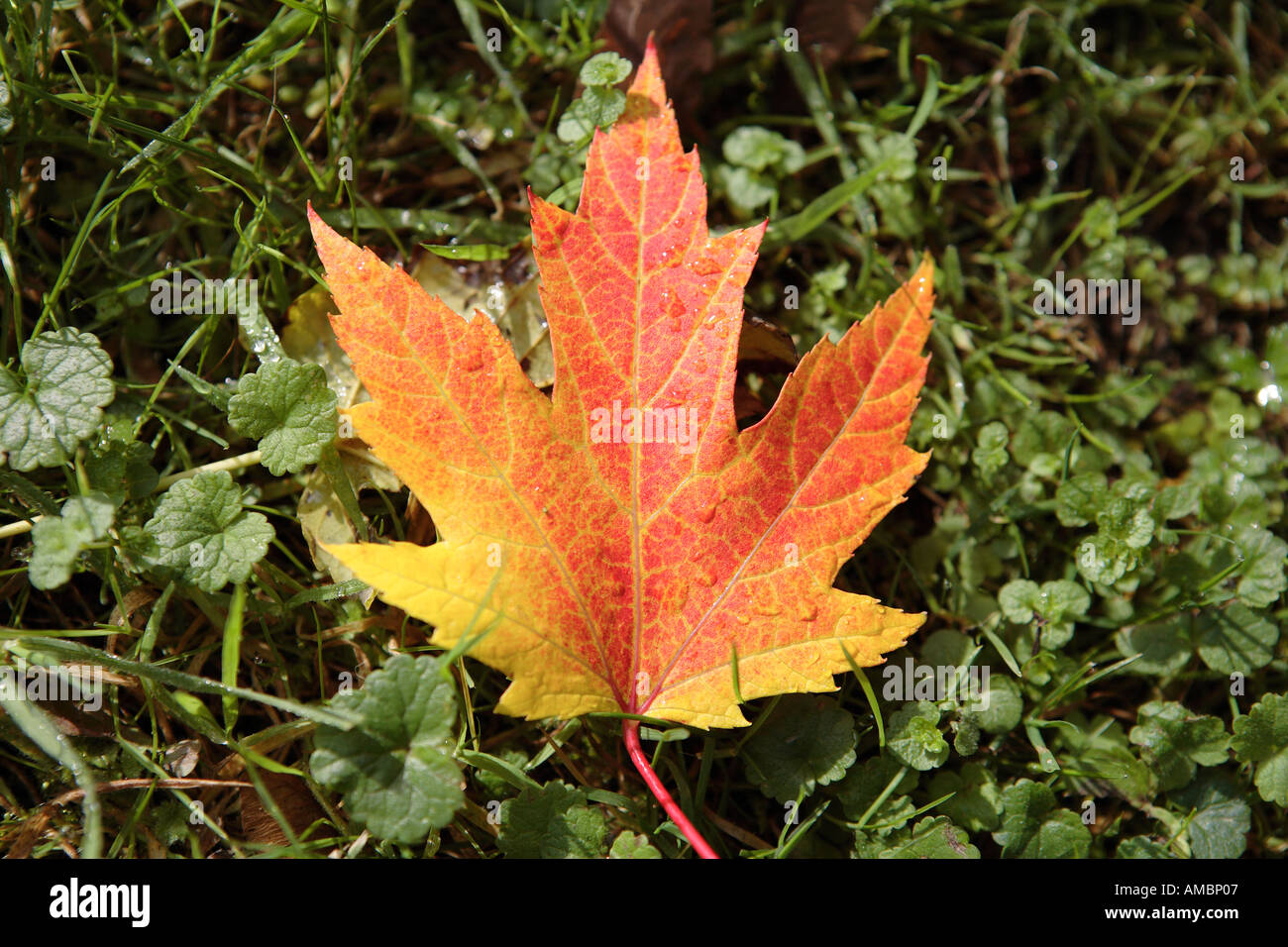 Fallen autumn leaf Harcourt Arboretum Stock Photo - Alamy