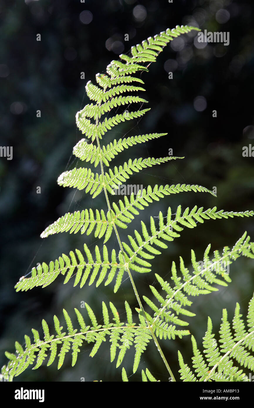 Delicate fern plant hi-res stock photography and images - Alamy