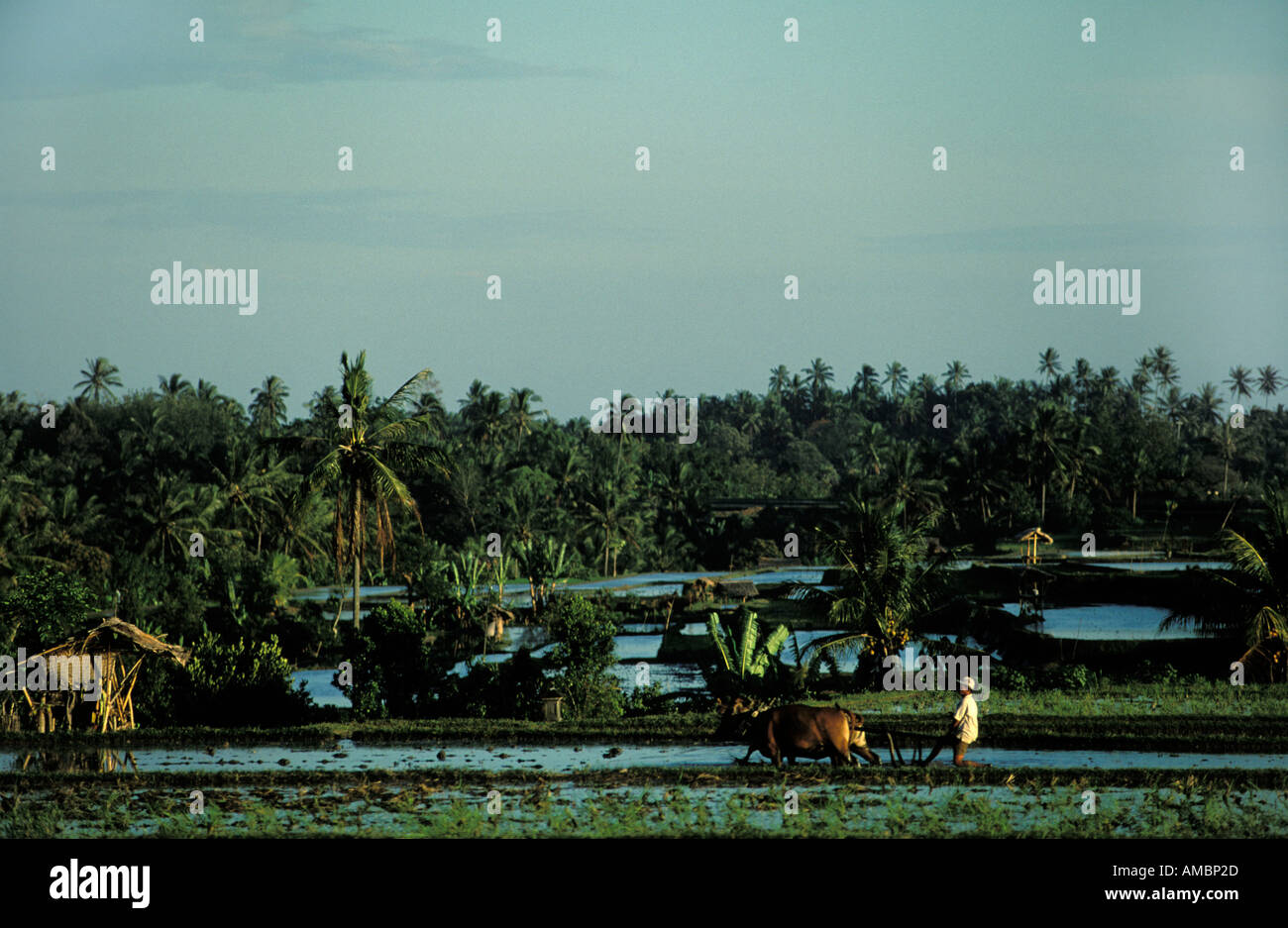 Bali rice paddy Stock Photo - Alamy