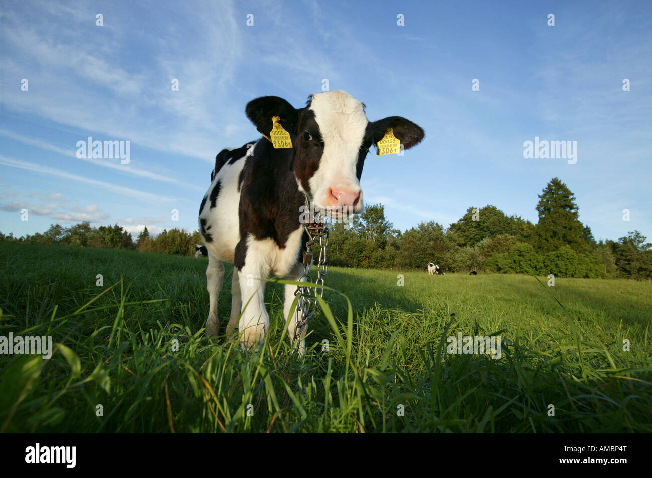Dogy hi-res stock photography and images - Alamy