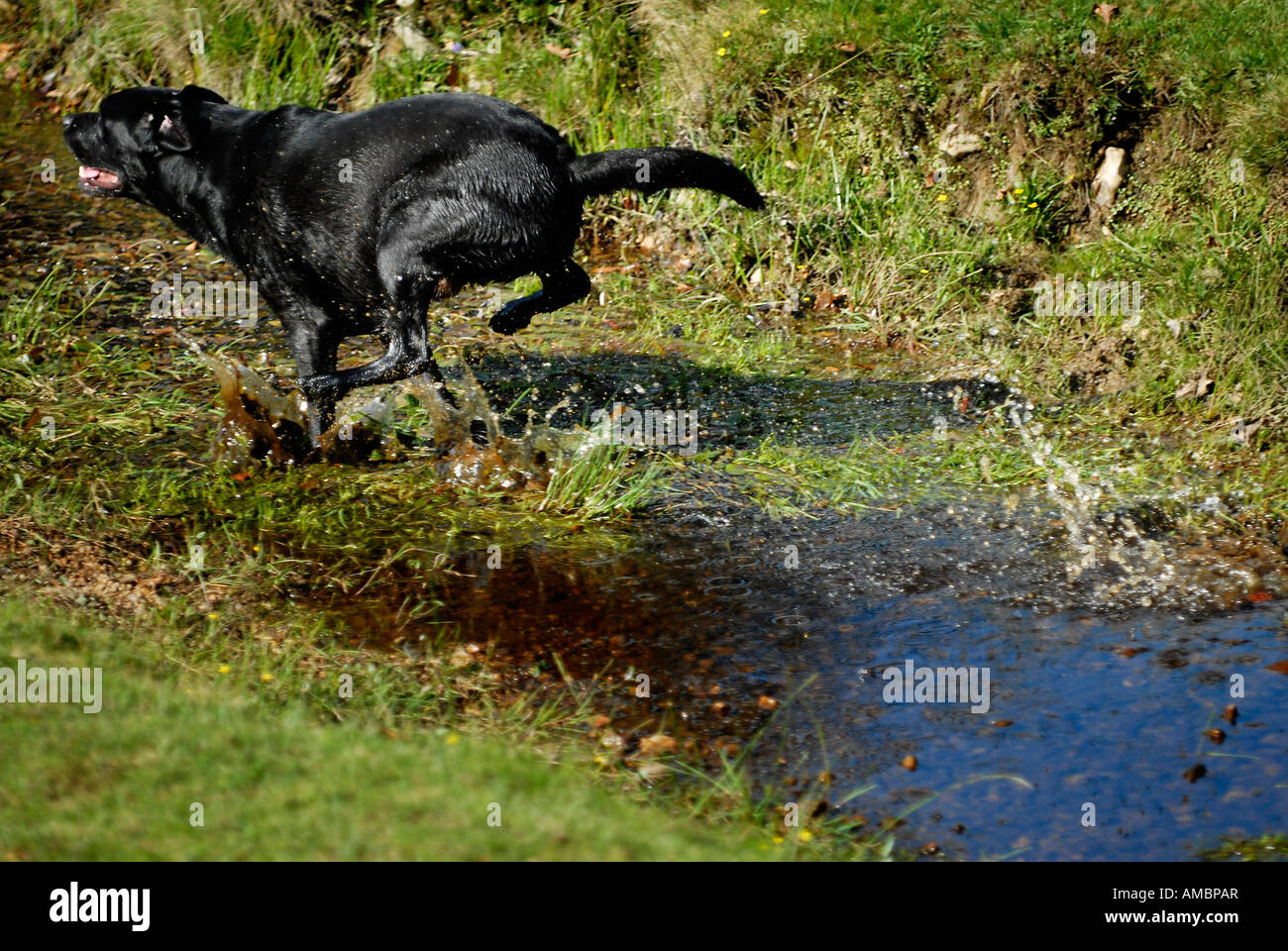 Black lab jumping into water hi-res stock photography and images - Alamy