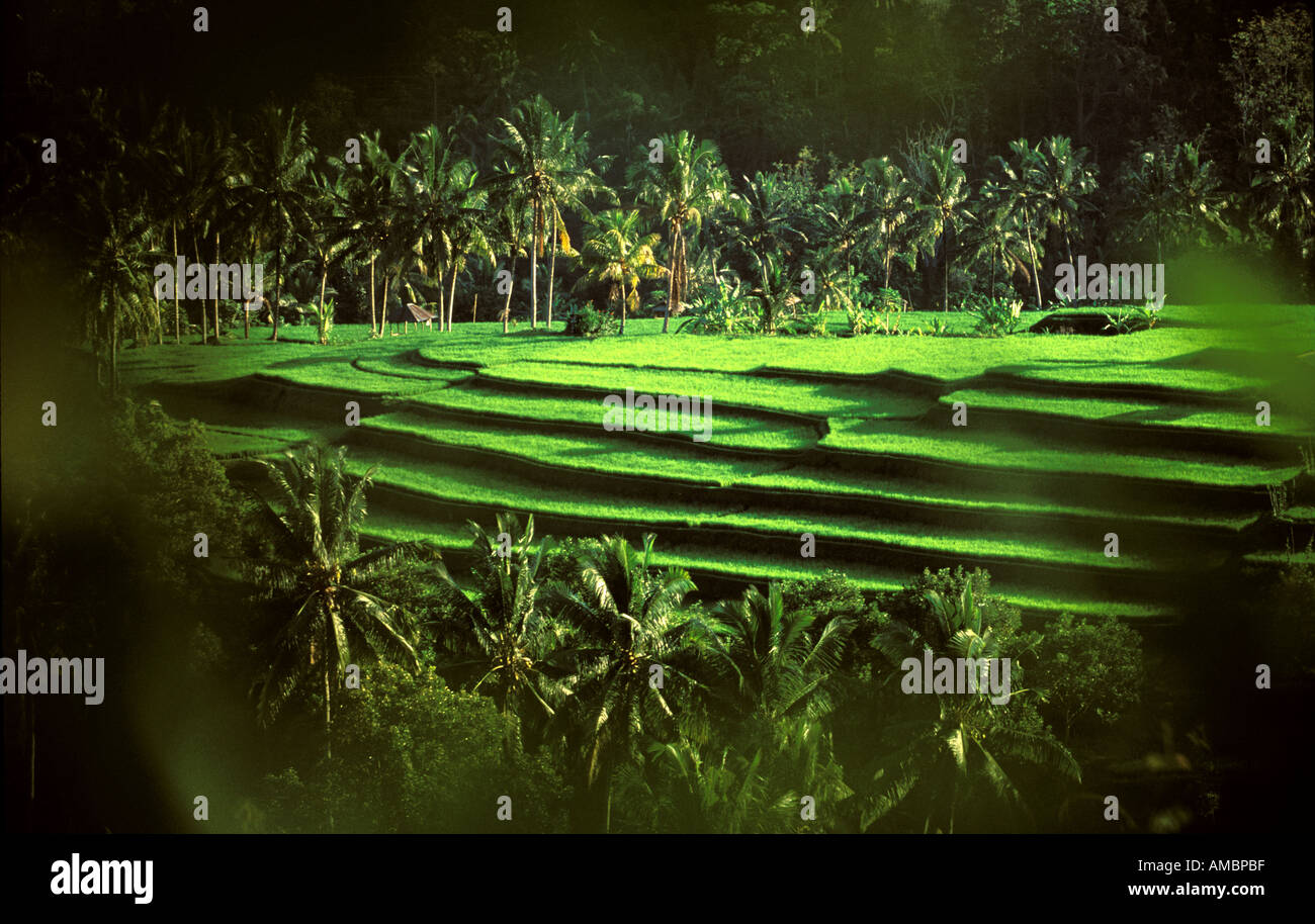 Bali rice paddy near Ubud Stock Photo - Alamy