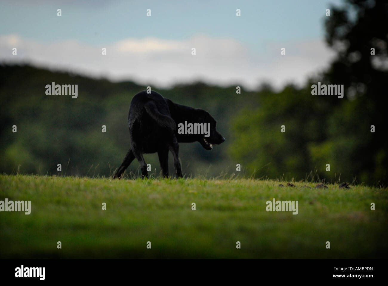 black labrador dog turning in a field Stock Photo - Alamy