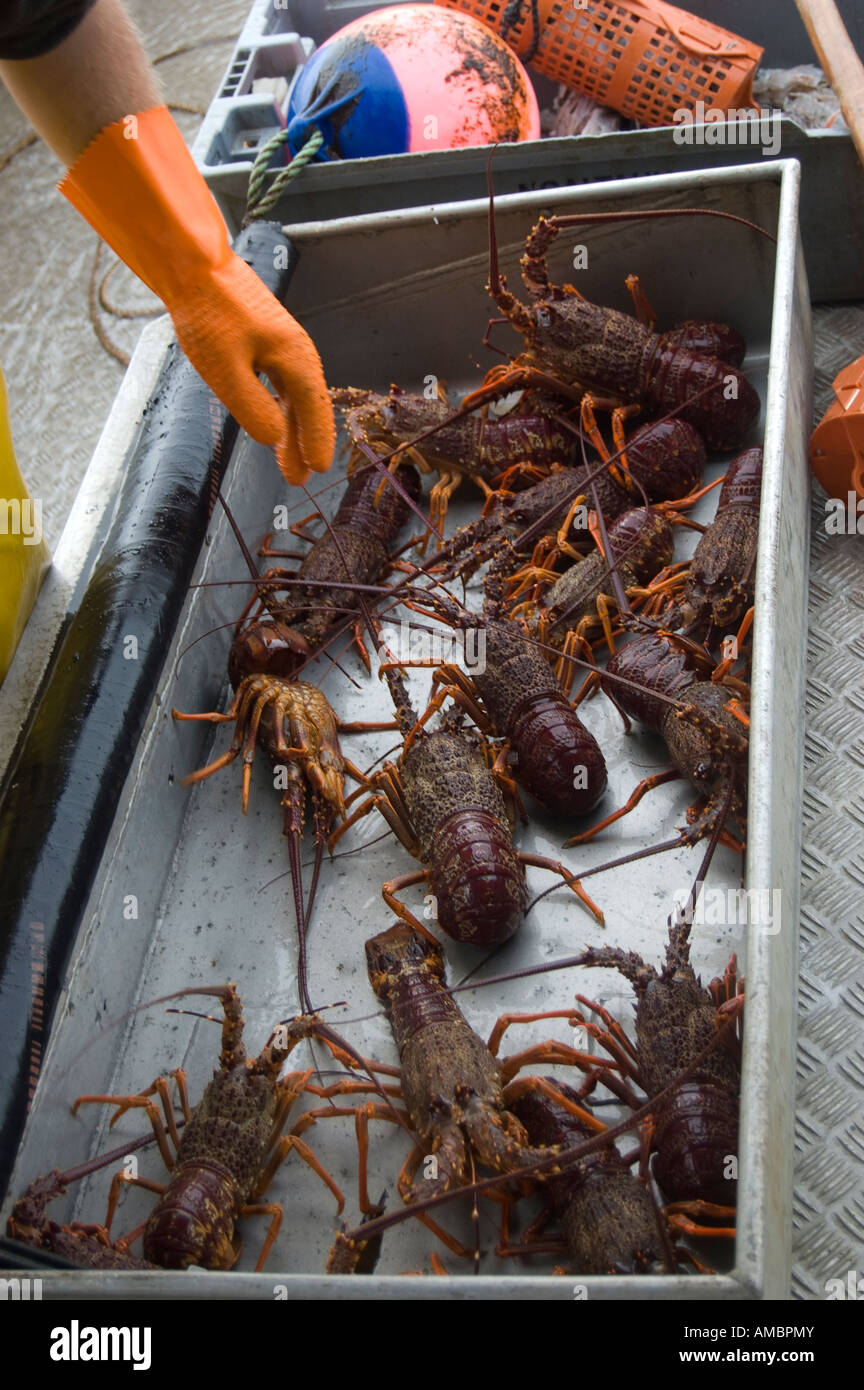 Commercial crayfishing business hi-res stock photography and images - Alamy