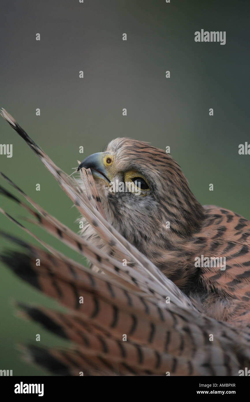 Kestrel Falco tinnunculus preening its tail feathers Stock Photo - Alamy