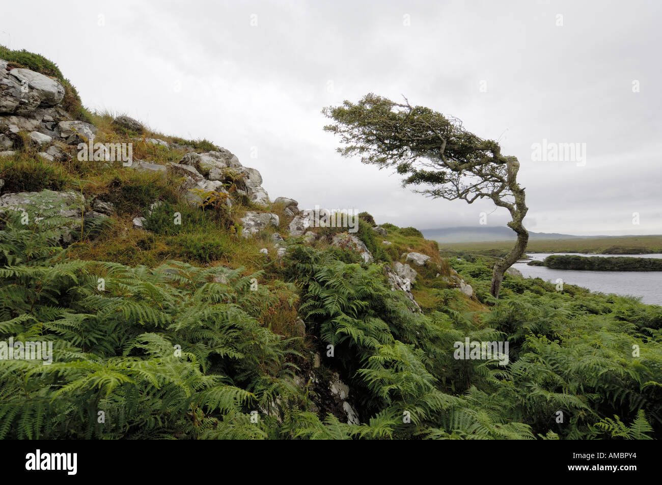 Wind blown tree, Connemara, County Galway, Ireland Stock Photo - Alamy