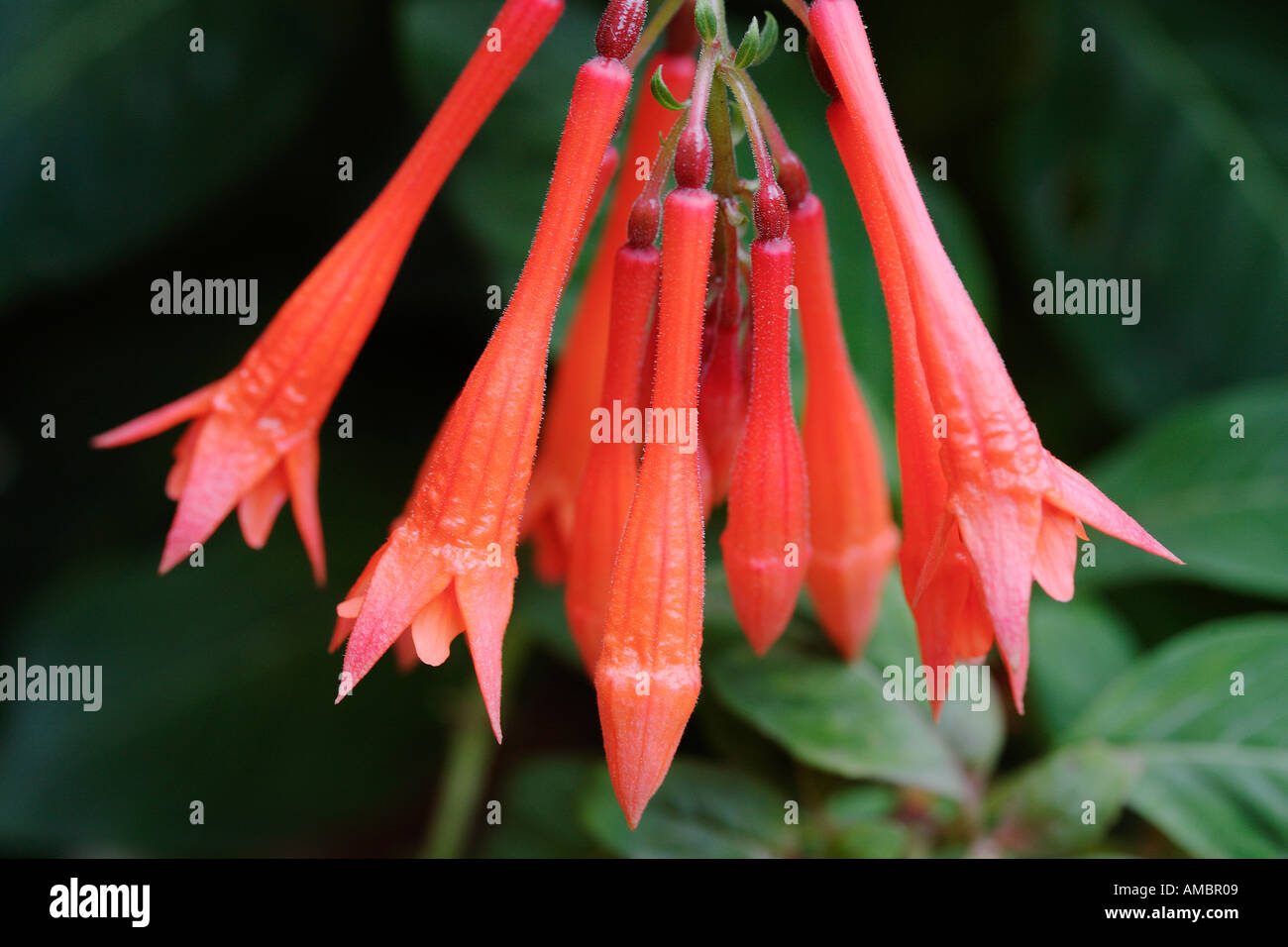 Fuschia High Resolution Stock Photography and Images - Alamy