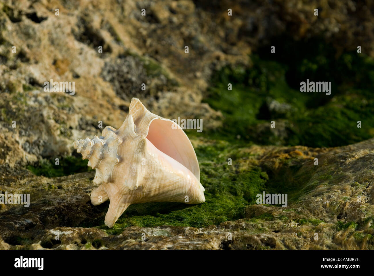 Queen shell hi-res stock photography and images - Alamy