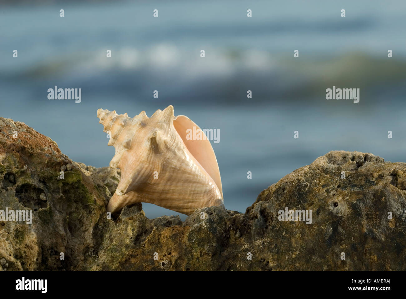 Adult Queen Conch shell Strombus gigas Stock Photo - Alamy