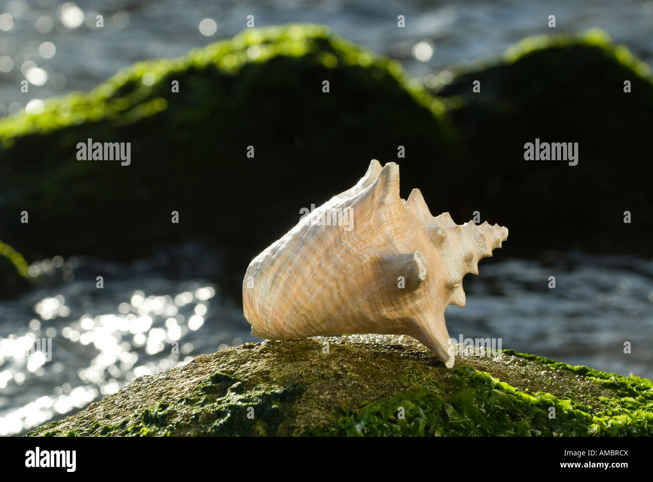 Seashell fungus hi-res stock photography and images - Alamy