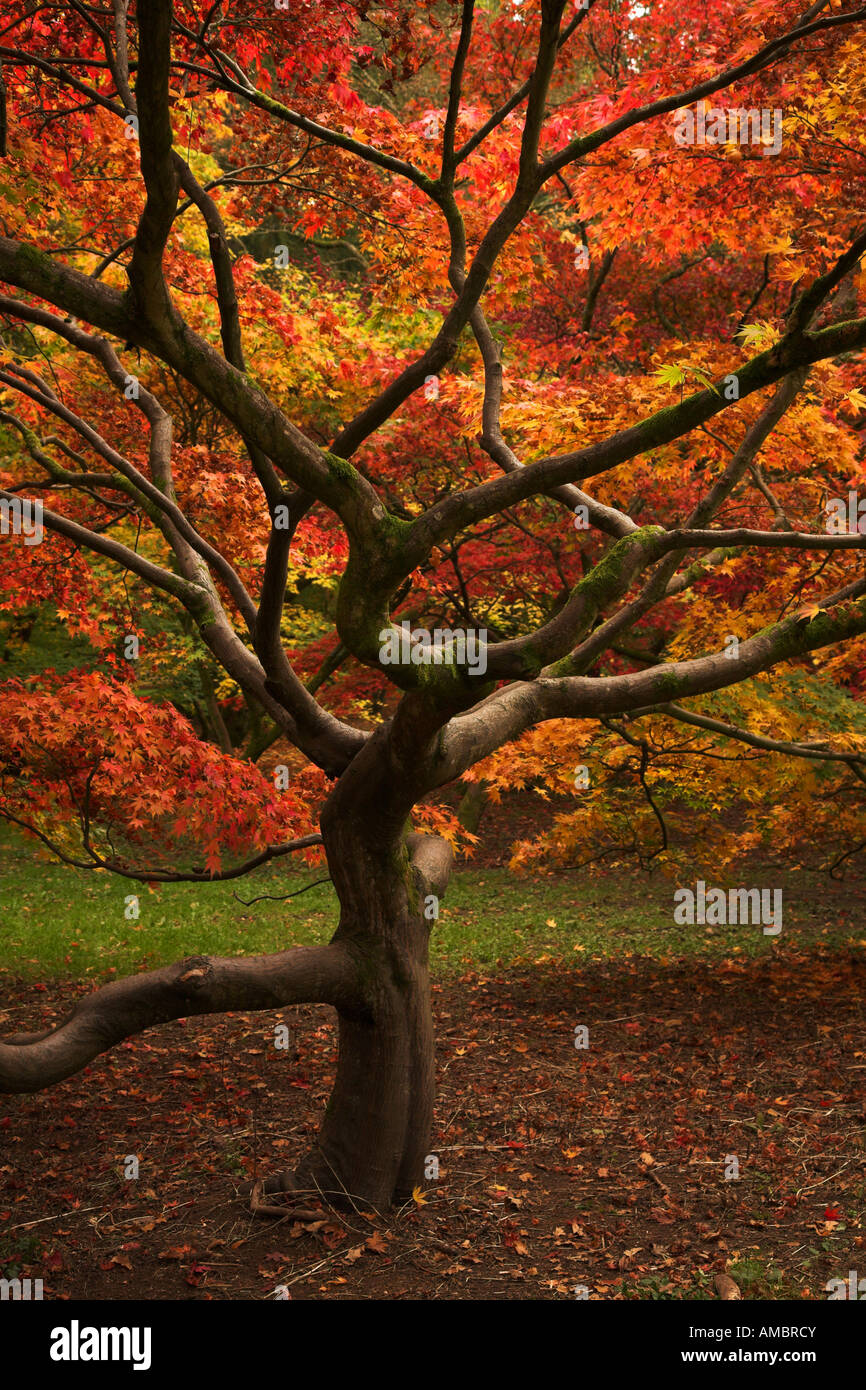 Hybrid red maple hi-res stock photography and images - Alamy