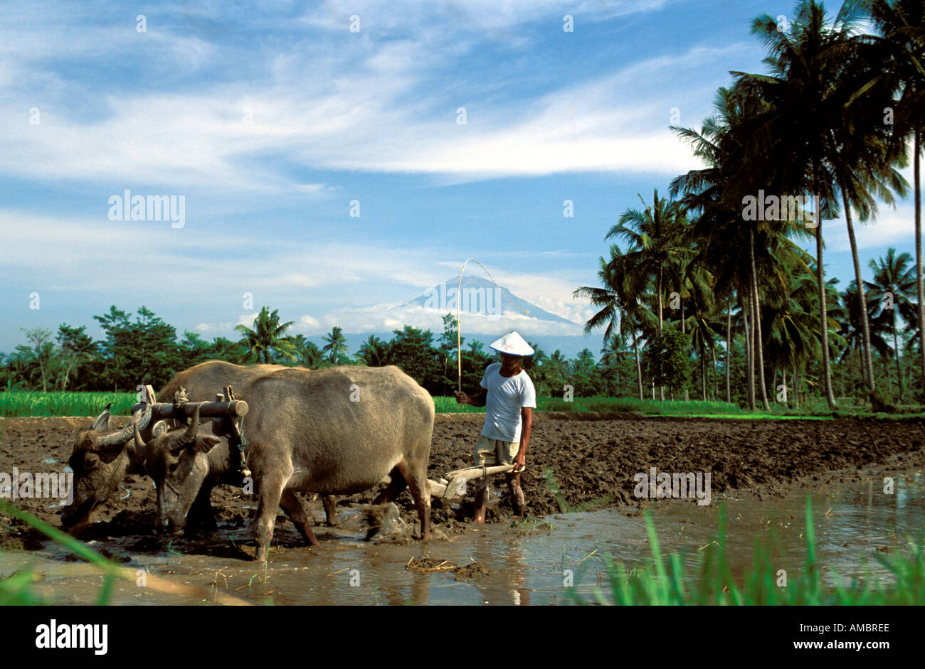 Farming cow ploughing field hi-res stock photography and images - Alamy