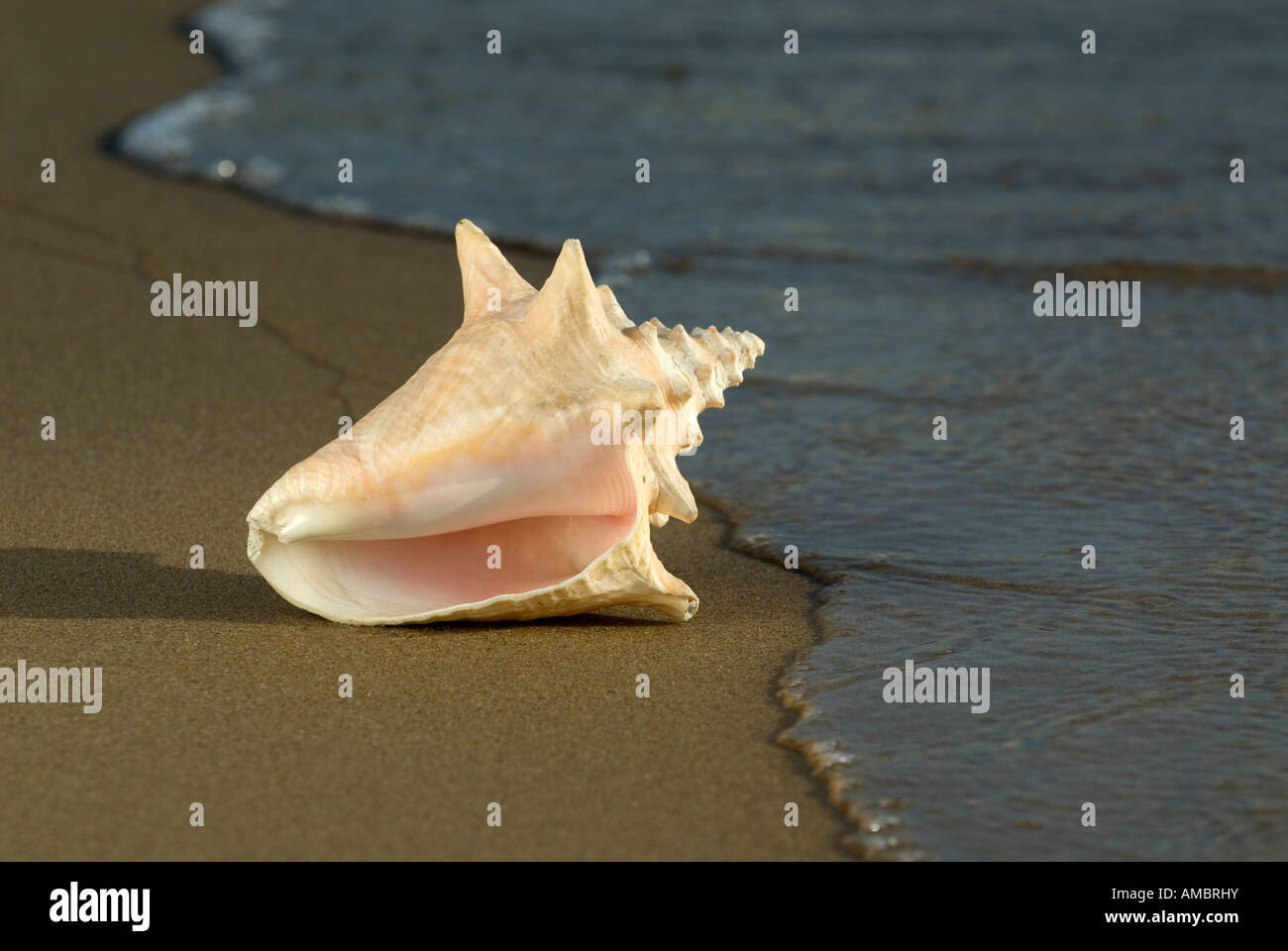 Adult Queen Conch shell Strombus gigas Stock Photo - Alamy