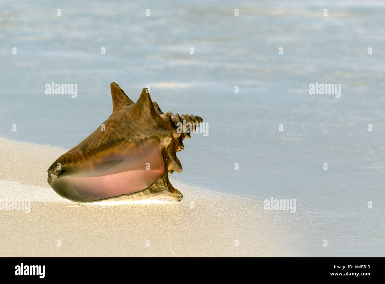 Queen shell hi-res stock photography and images - Alamy