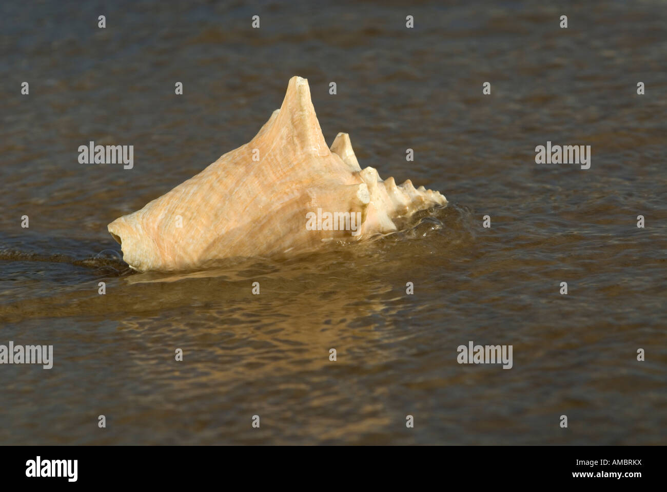 Queen shell hi-res stock photography and images - Alamy