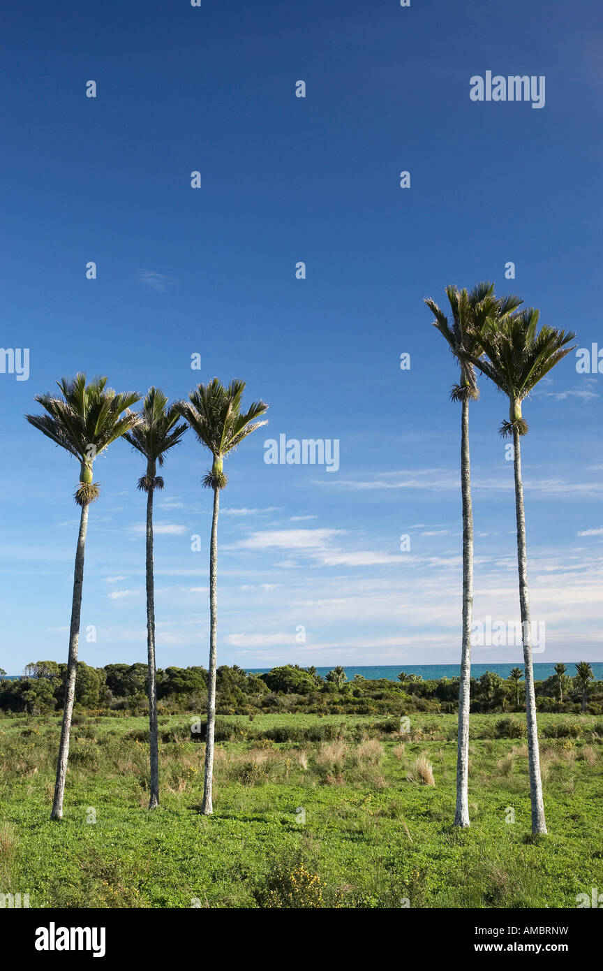 Nikau palms hi-res stock photography and images - Alamy