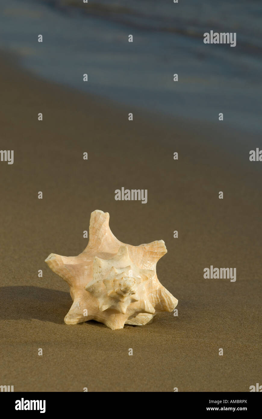 Adult Queen Conch shell Strombus gigas Stock Photo - Alamy