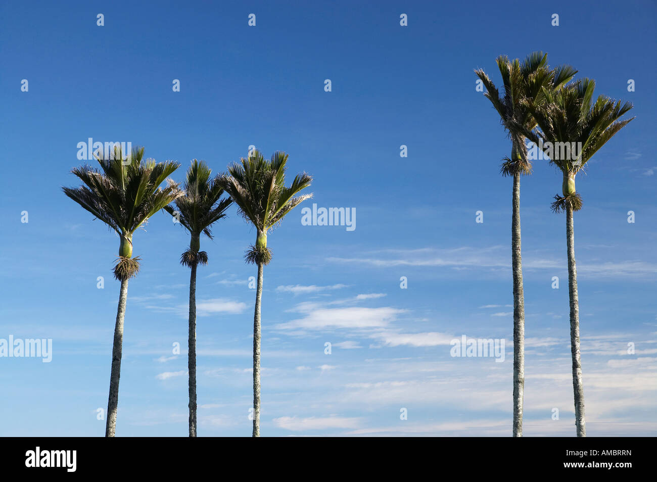 Tree nikau palm native hi-res stock photography and images - Alamy