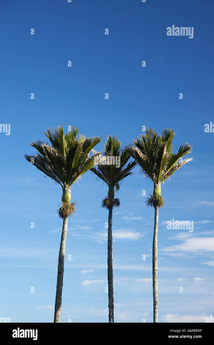 Tree nikau palm native hi-res stock photography and images - Alamy