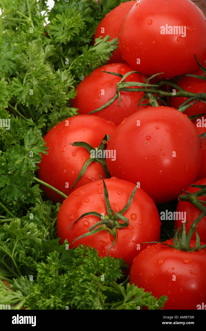 Organic red tomatoes whole on vine studio shot overhead from above ...